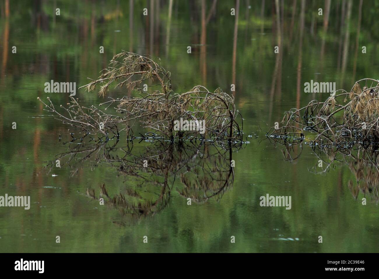Tree branch protruding protrude hi-res stock photography and images - Alamy