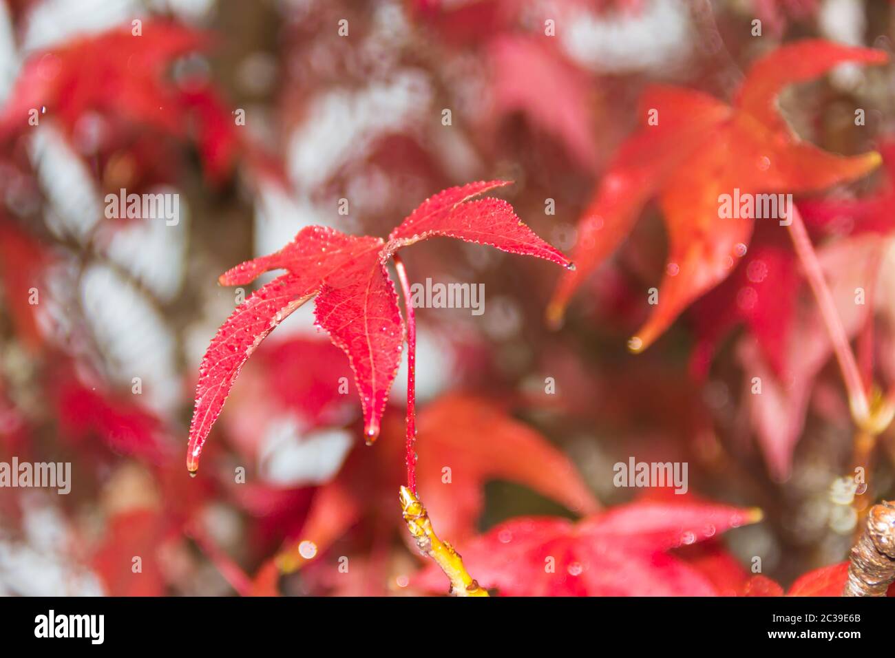 red and orange leaves of the liquidambar under the autumn rain Stock ...
