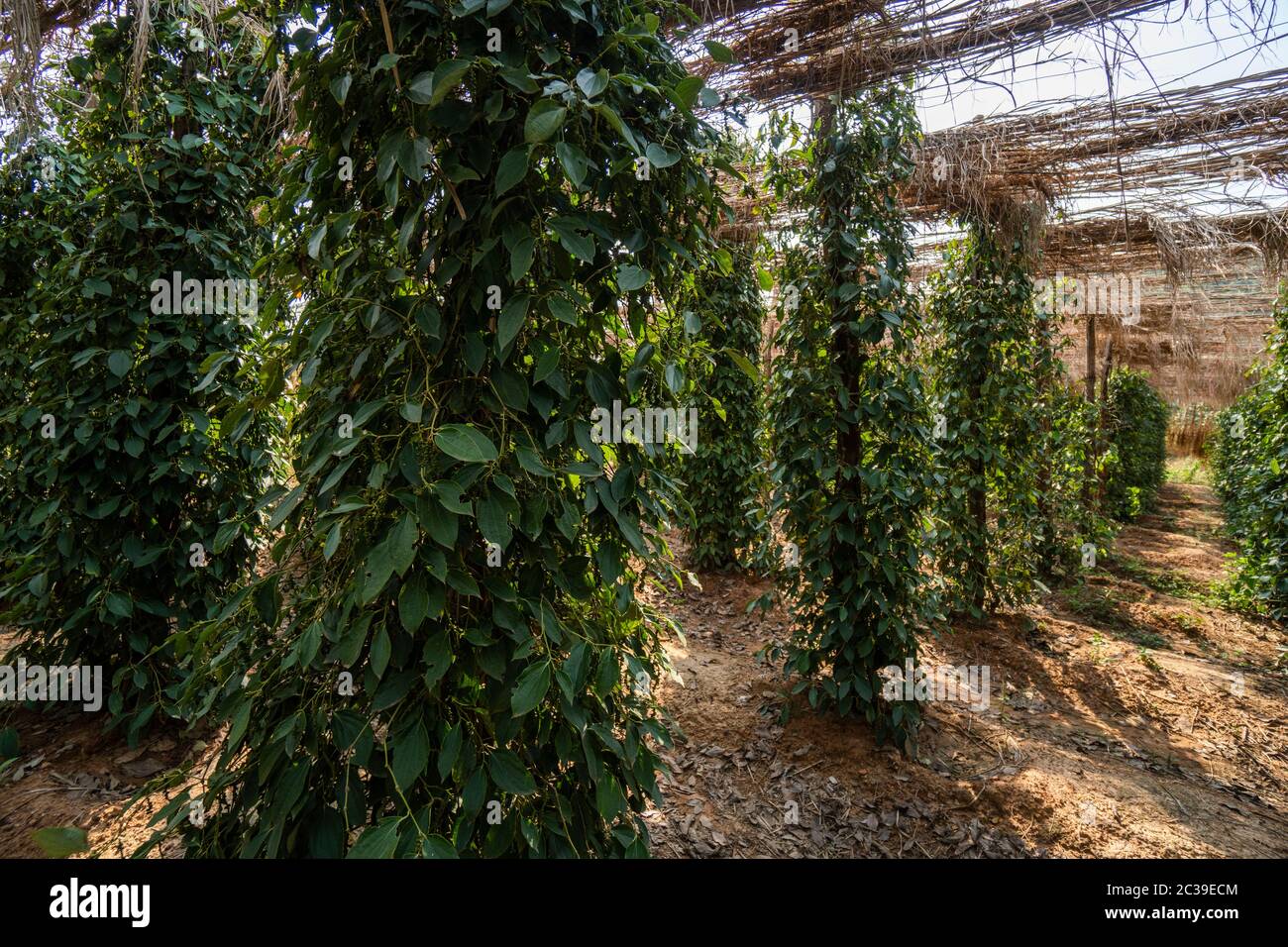 Black pepper plants growing on plantation in Asia. Ripe green peppers ...