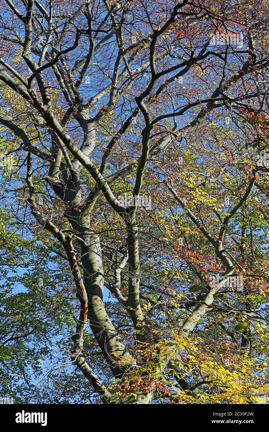 Treetop of a red beech Fagus sylvatica Stock Photo - Alamy