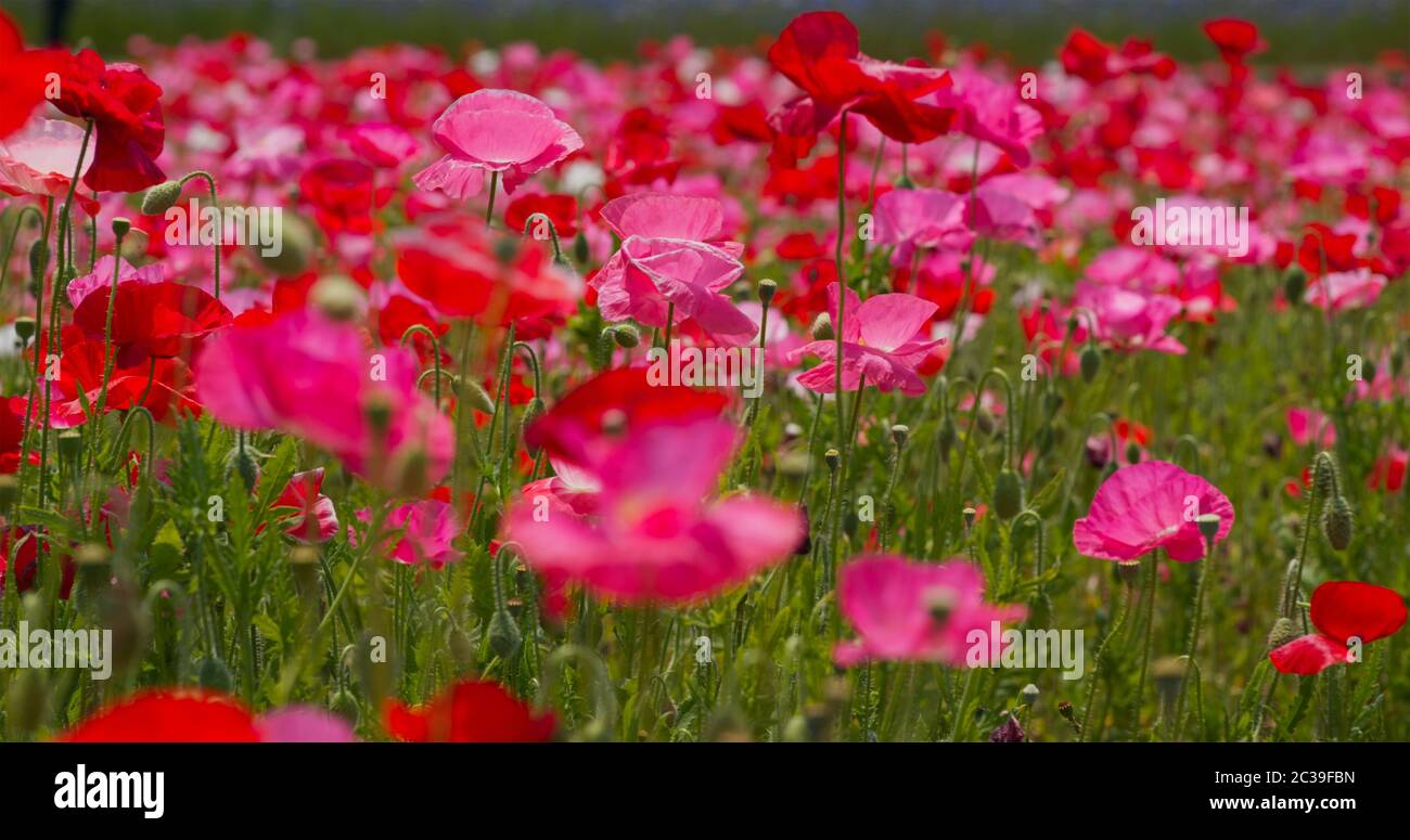Pink poppy flower field garden Stock Photo - Alamy