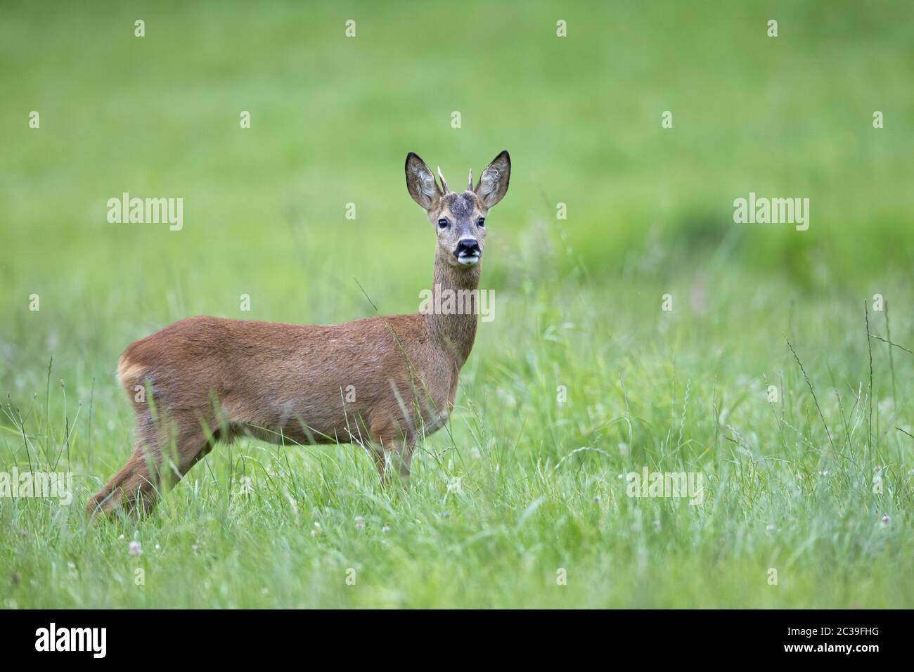Yearling deer hi-res stock photography and images - Alamy