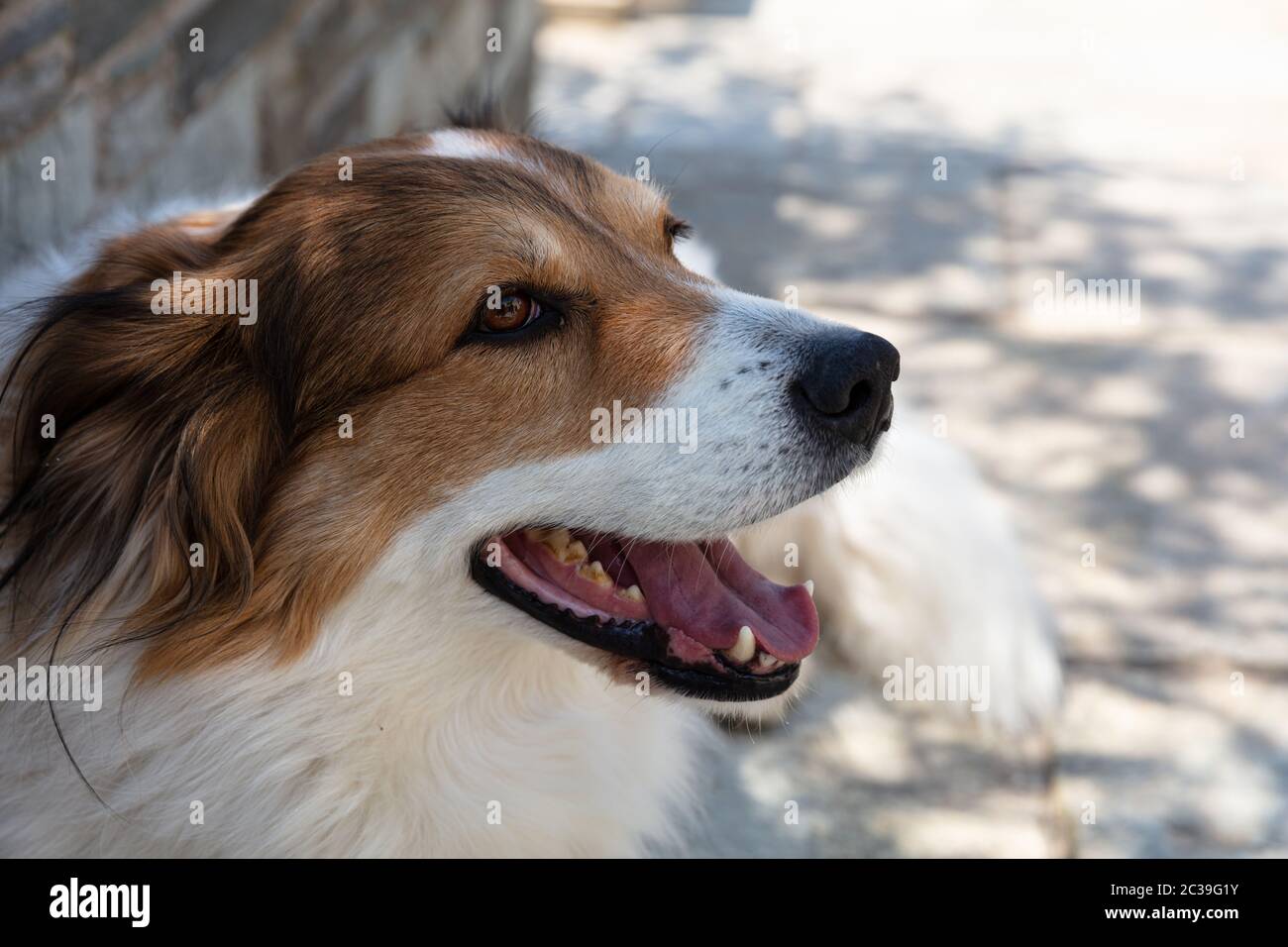 Cute female greek shepherd dog white and brown color, animal head ...