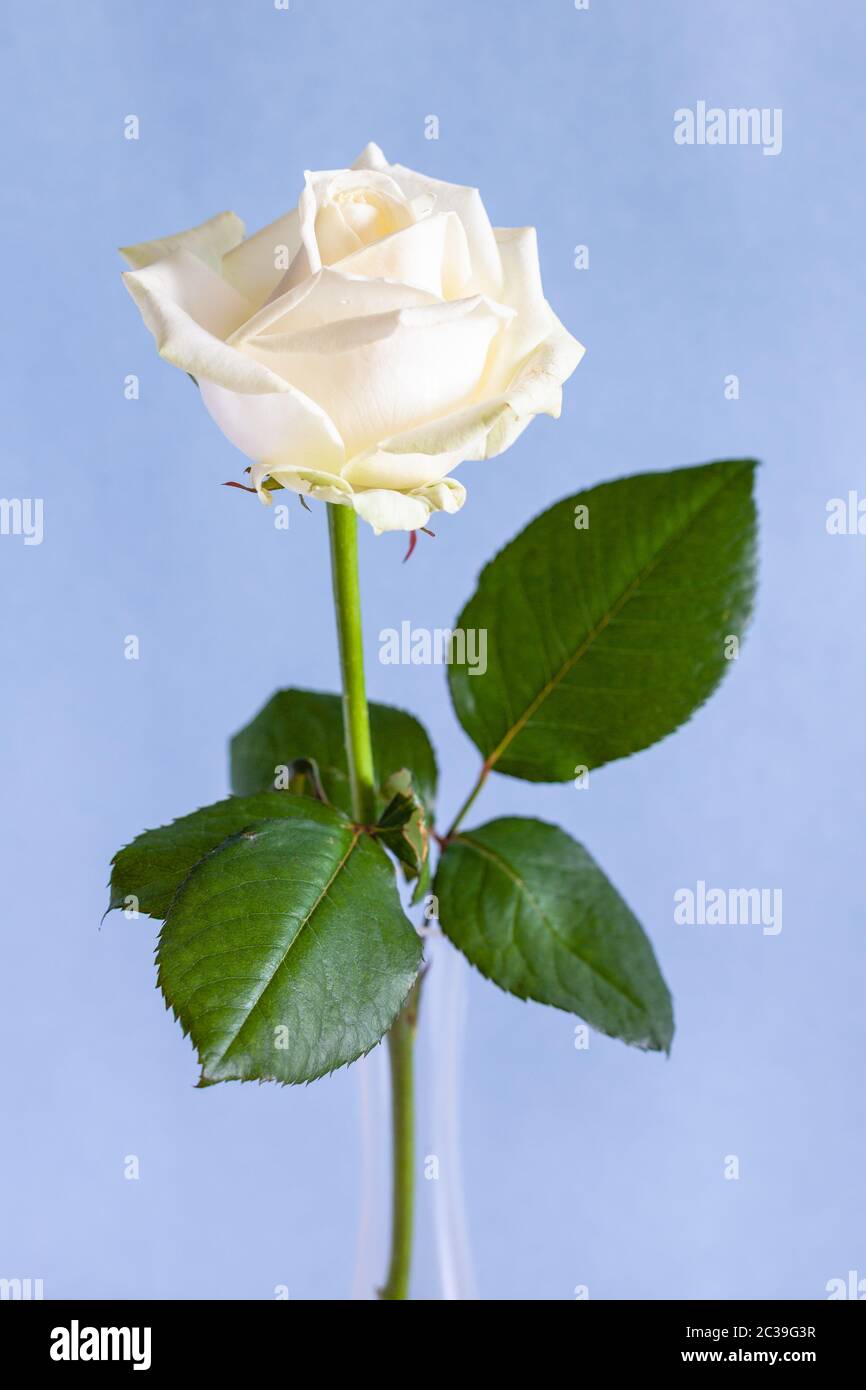 vertical still-life - natural white rose flower in glass vase with pale ...