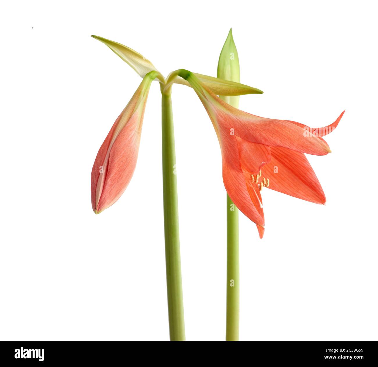 perennial bulbous plant hippeastrum striatum blooming red bud isolated ...