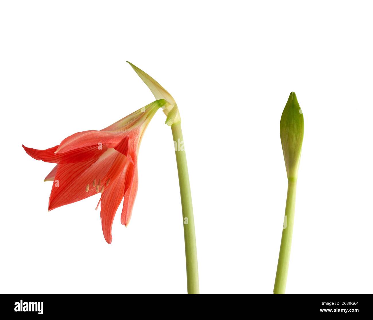 perennial bulbous plant hippeastrum striatum blooming red bud isolated ...