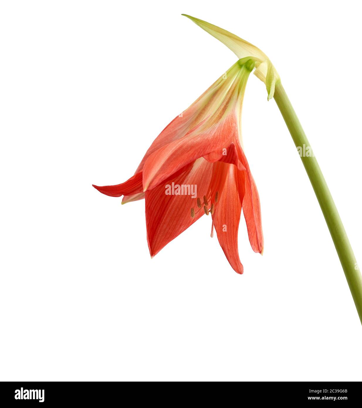 perennial bulbous plant hippeastrum striatum blooming red bud isolated ...