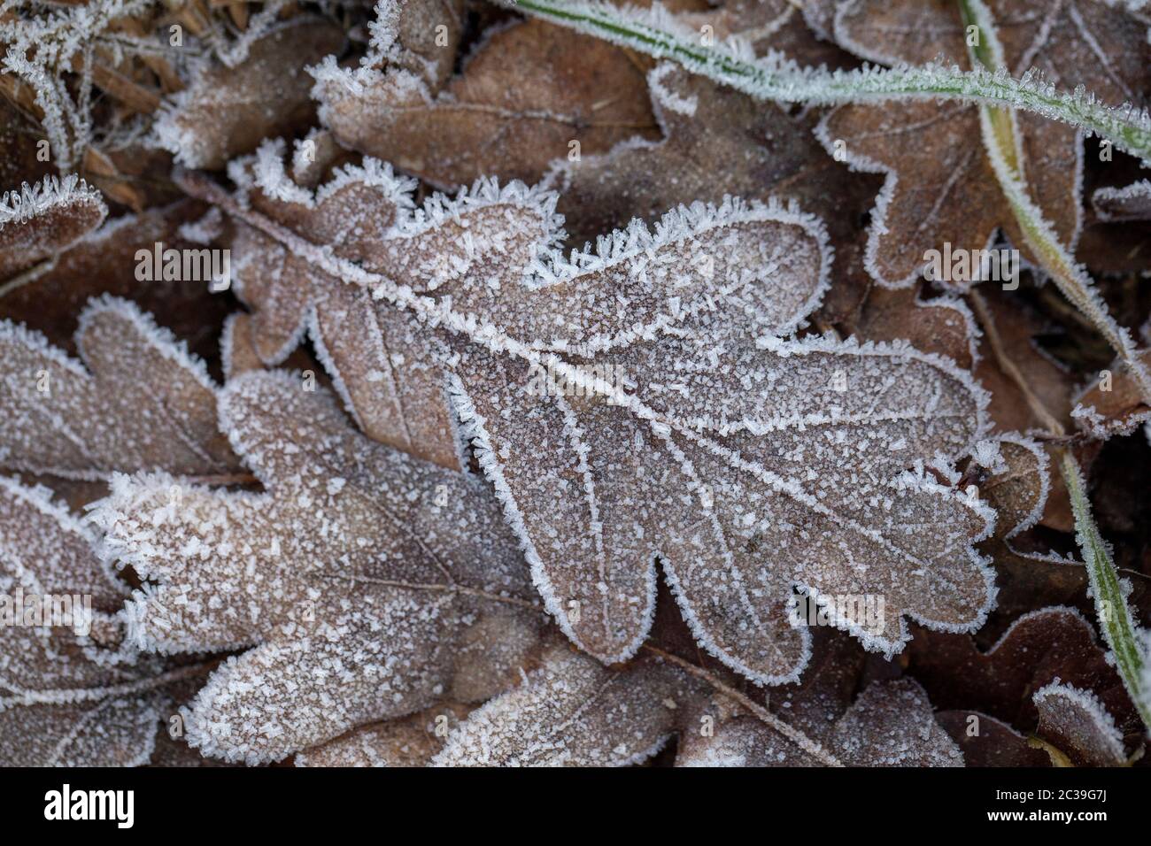 Detailed ice leaves hi-res stock photography and images - Alamy