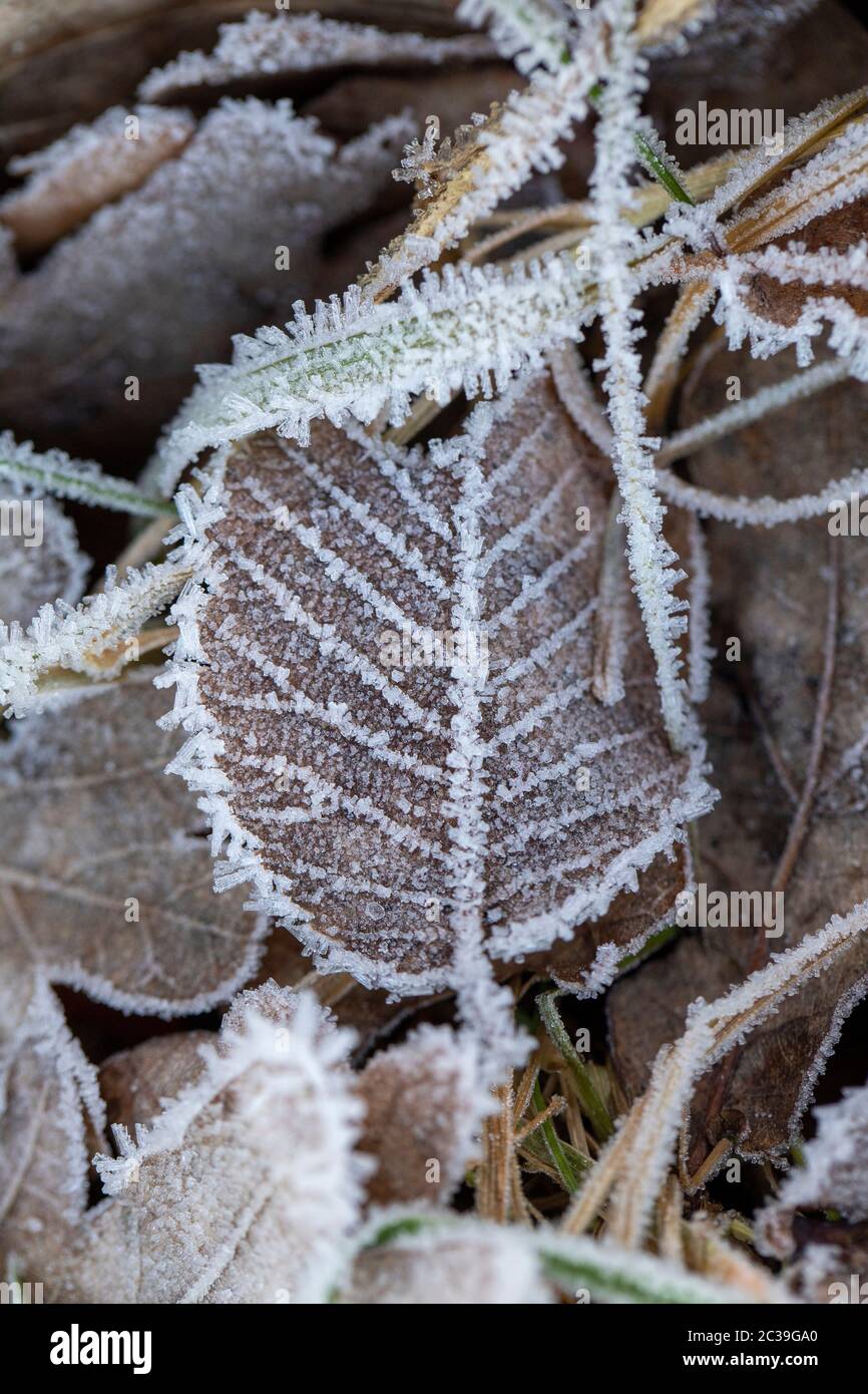 Detailed ice leaves hi-res stock photography and images - Alamy
