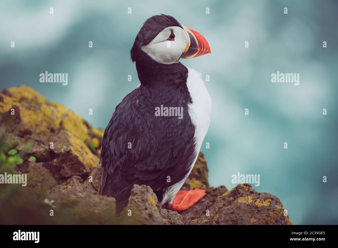Single Atlantic puffin bird standing on the rock over the sea. Animal ...