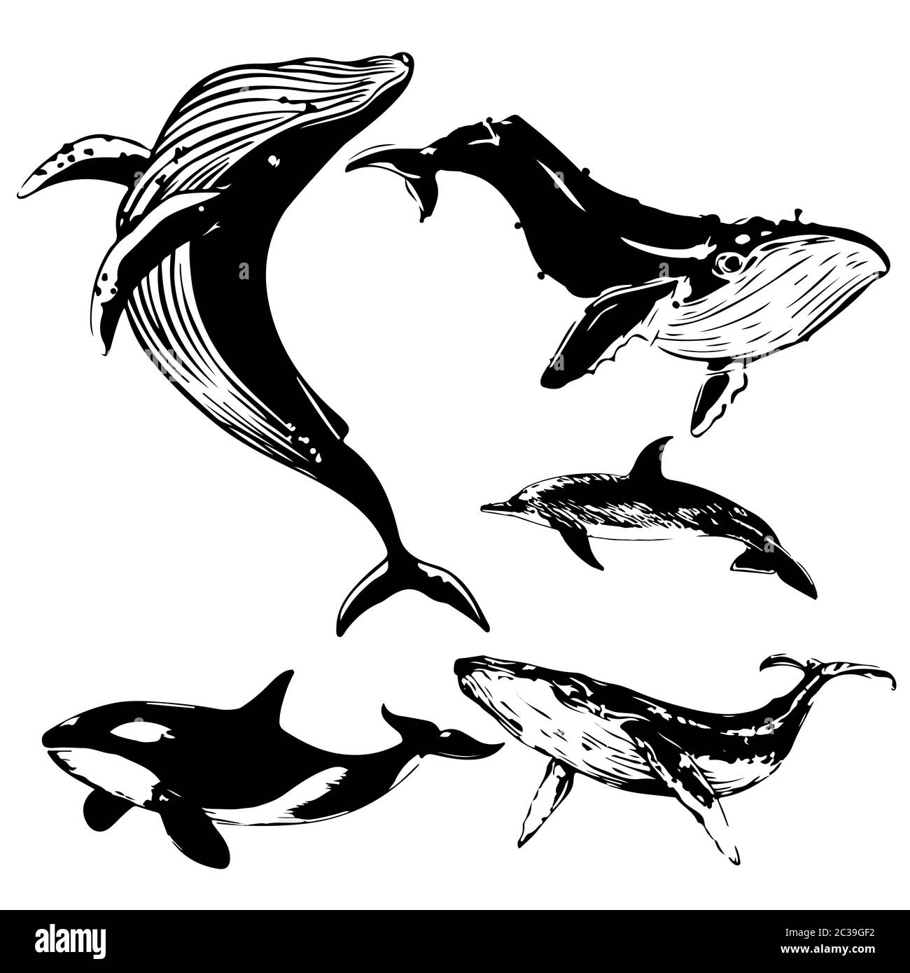 Vintage drawings of animals Stock Vector Images - Alamy