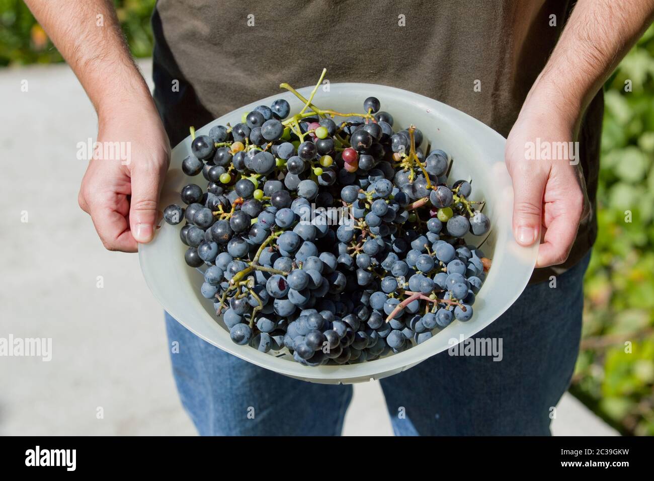 hands holding fresh bunch of grapes in the vineyard Stock Photo - Alamy