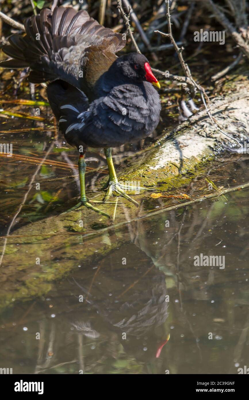Moorhen preening its feathers hi-res stock photography and images - Alamy