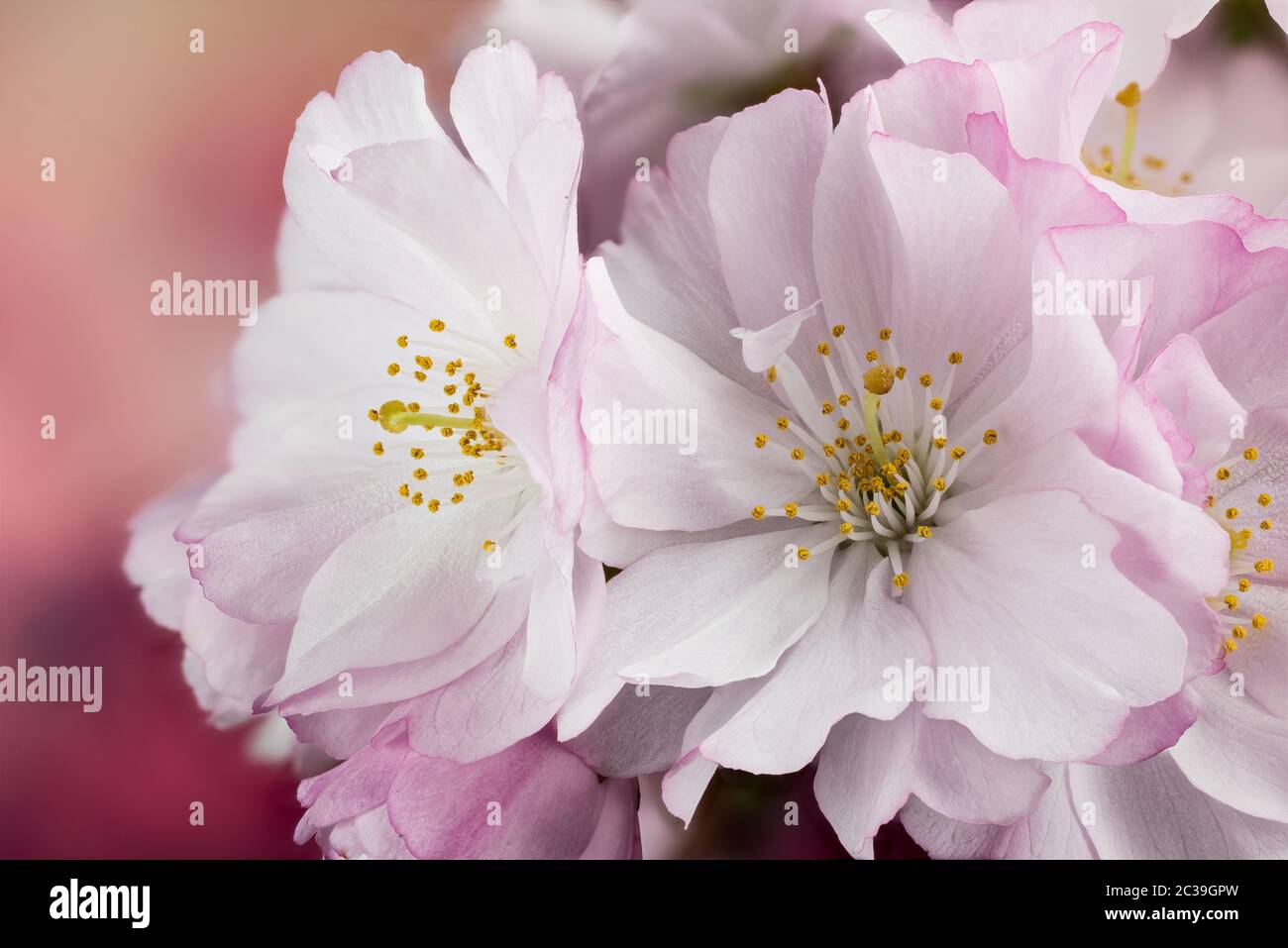 Macro cherry flowers hi-res stock photography and images - Alamy