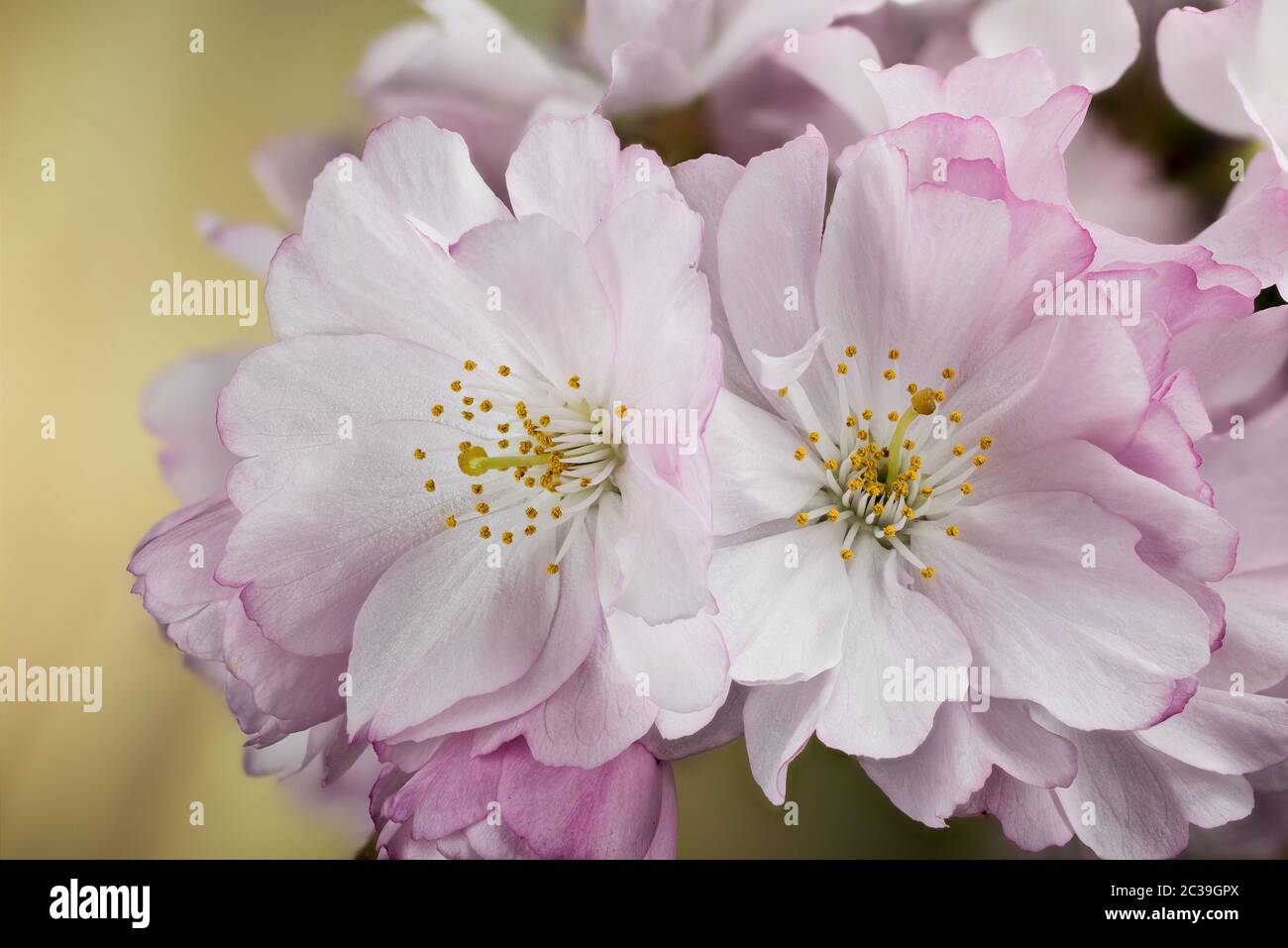 Cherry macro closeup hi-res stock photography and images - Alamy