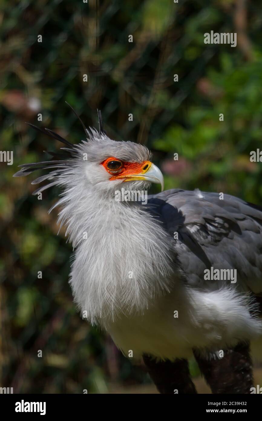 Portrait of a Secretary Bird Stock Photo - Alamy