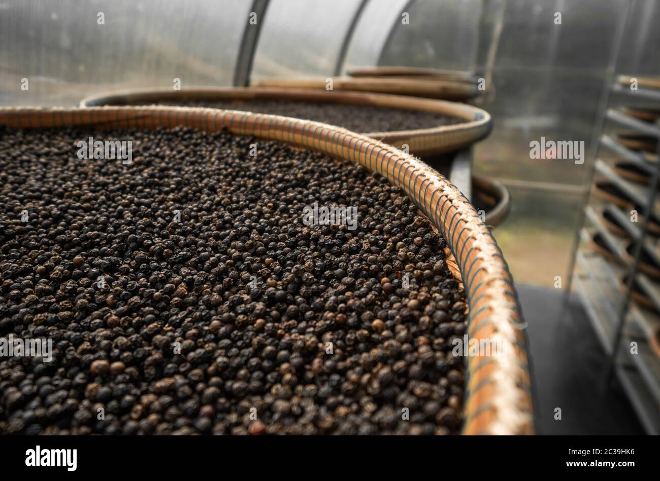 Black peppercorns drying in drying room or box on plates of reed on ...