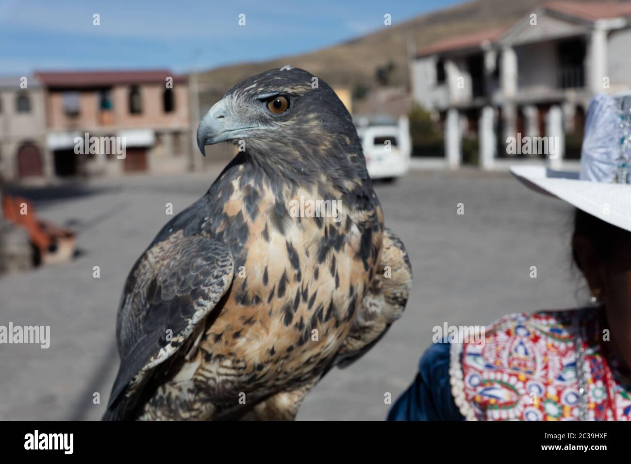 Peruvian eagle hi-res stock photography and images - Alamy
