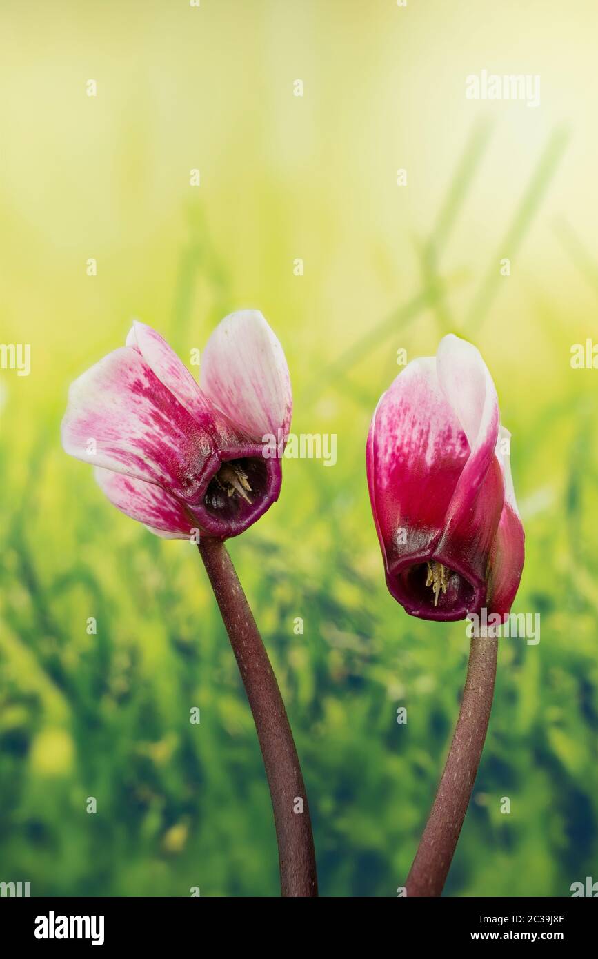 Macro Focus Stacking shot of Cyclamen Stock Photo - Alamy