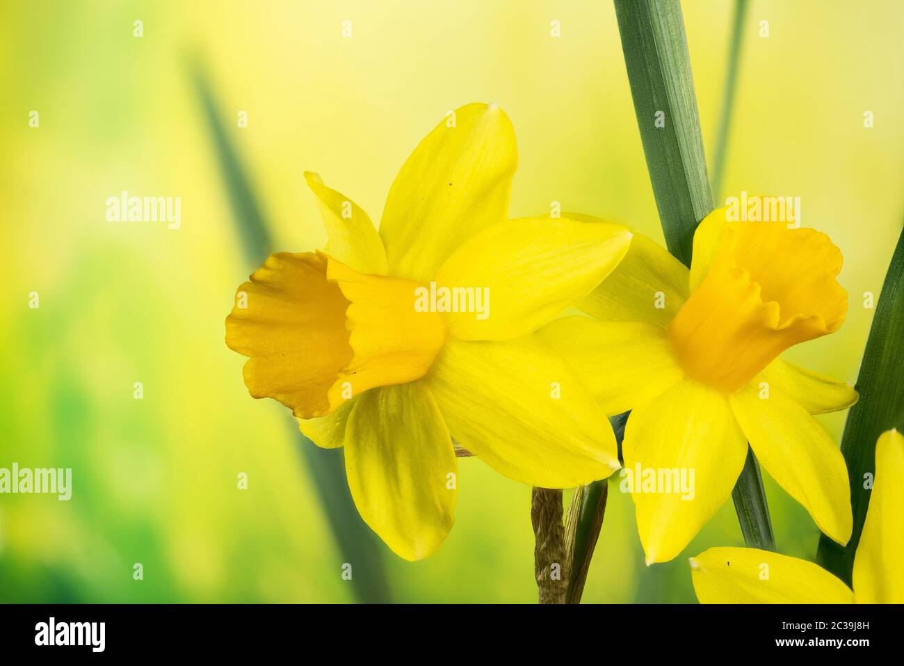Daffodil studio hi-res stock photography and images - Alamy