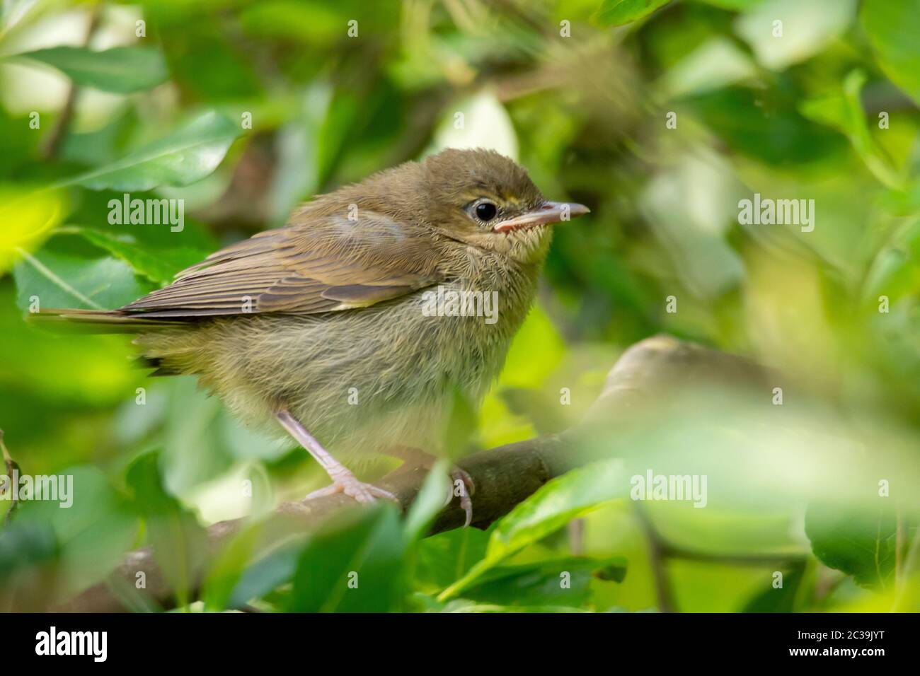 Garden Warbler