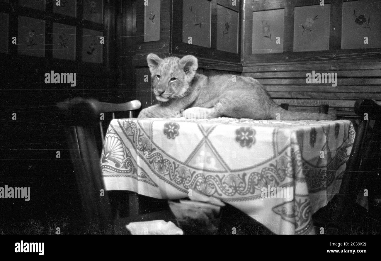 A lion cub is sitting on a table with tablecloth in a restaurant Stock ...