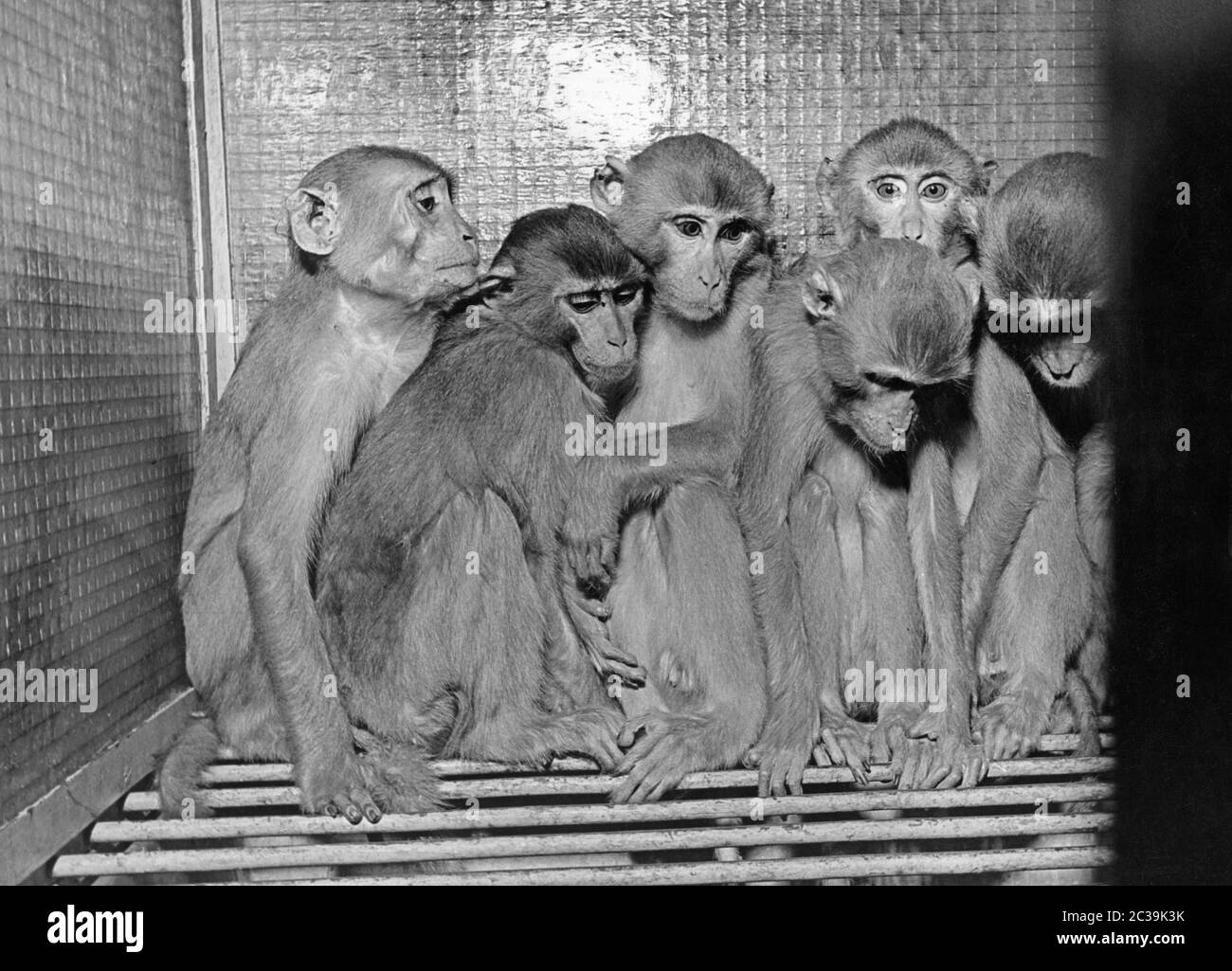 Animal testing cage hi-res stock photography and images - Alamy