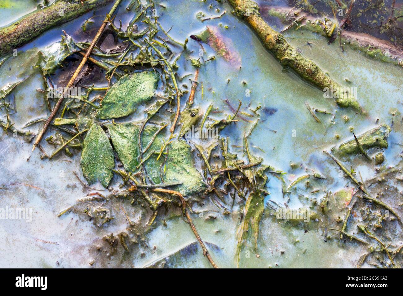 Blue green algae on Lake Windermere in Ambleside, UK Stock Photo - Alamy