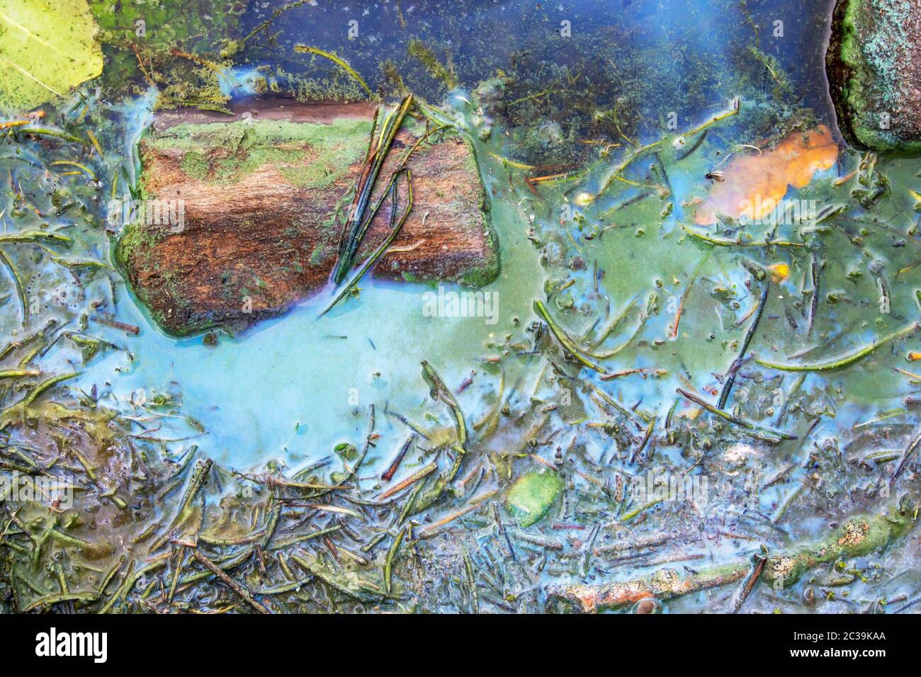 Blue green algae on Lake Windermere in Ambleside, UK Stock Photo - Alamy