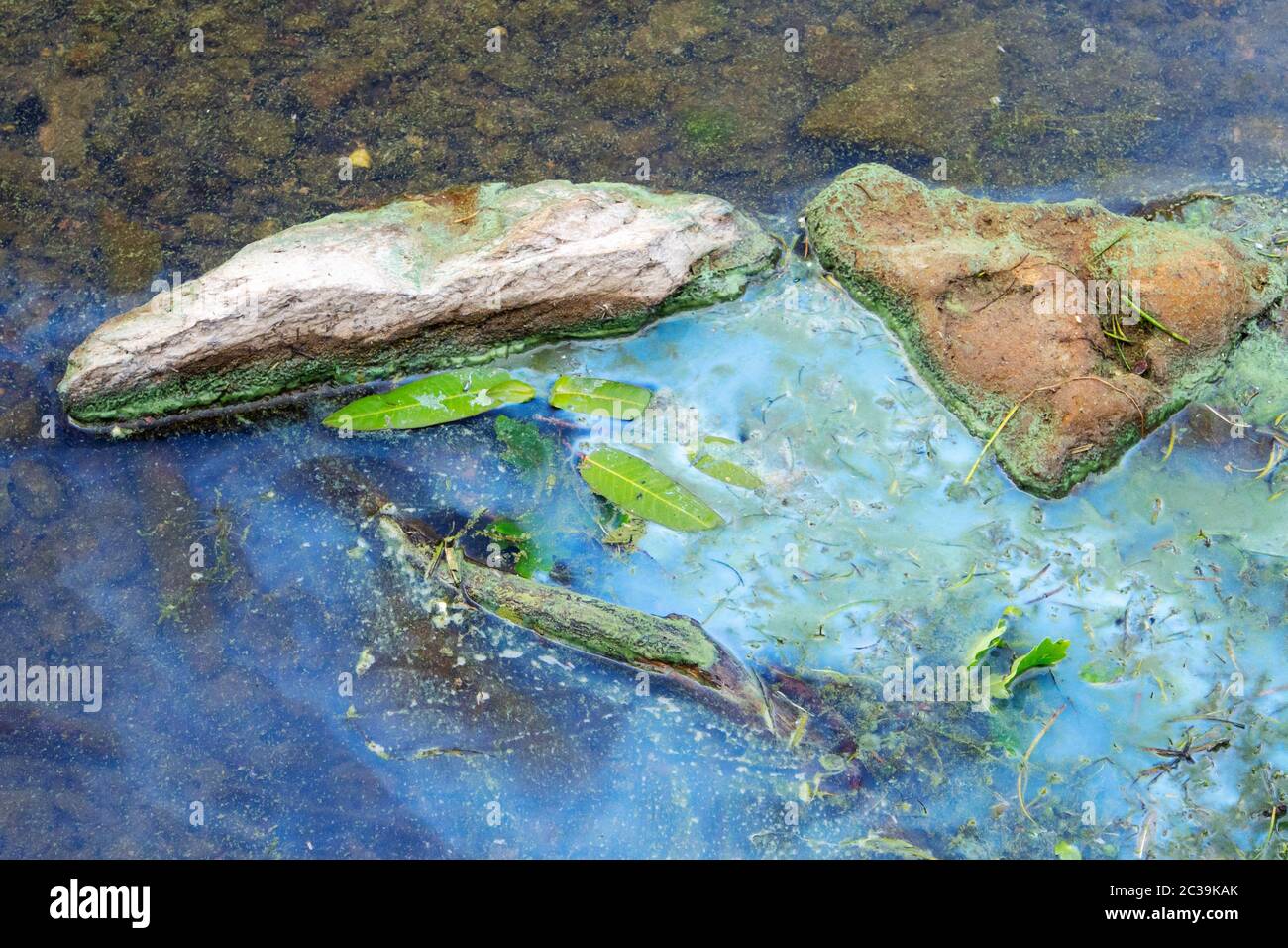 Blue green algae on Lake Windermere in Ambleside, UK Stock Photo - Alamy