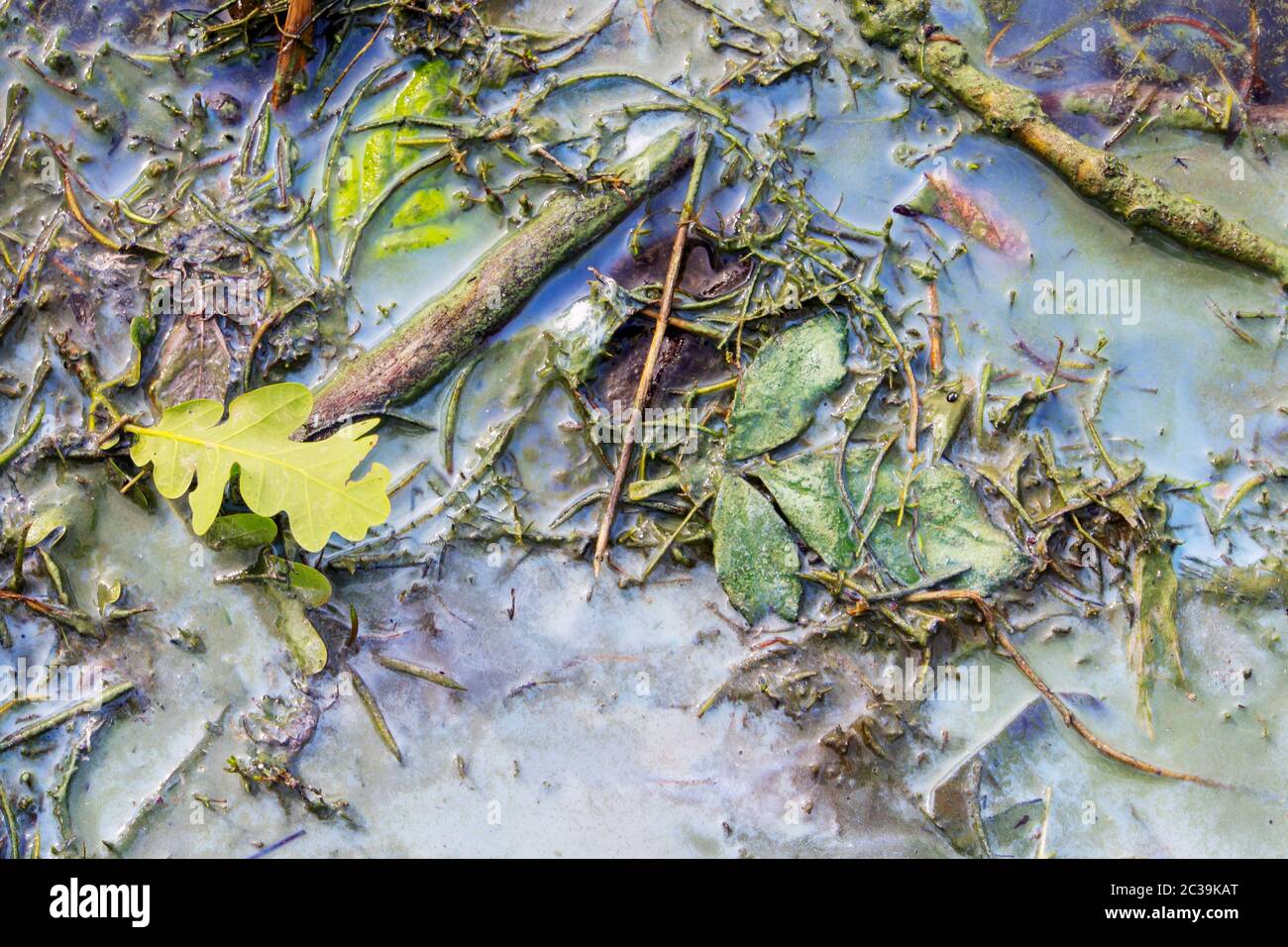 Blue green algae on Lake Windermere in Ambleside, UK Stock Photo - Alamy