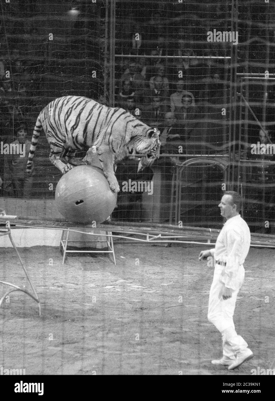 A tiger is balancing on a ball in Circus Krone Stock Photo - Alamy