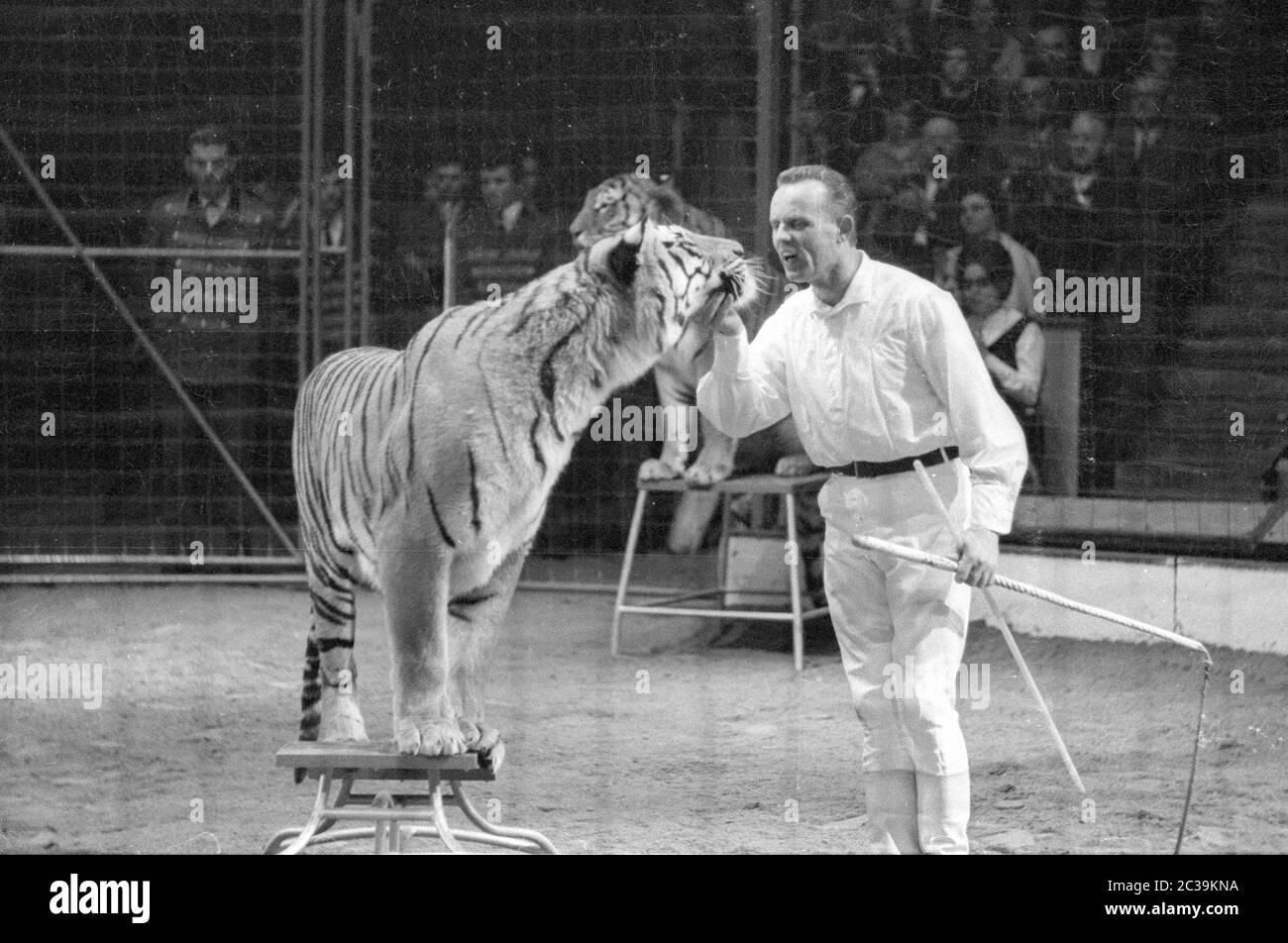 Circus show tiger tamer hi-res stock photography and images - Alamy
