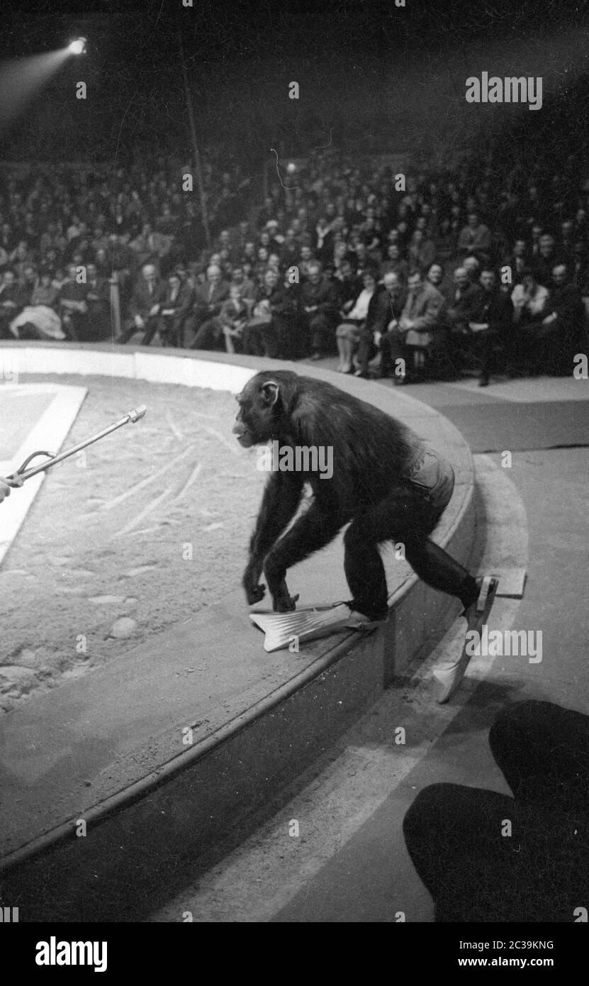 A chimpanzee with flippers runs into the circus ring of Circus Krone ...