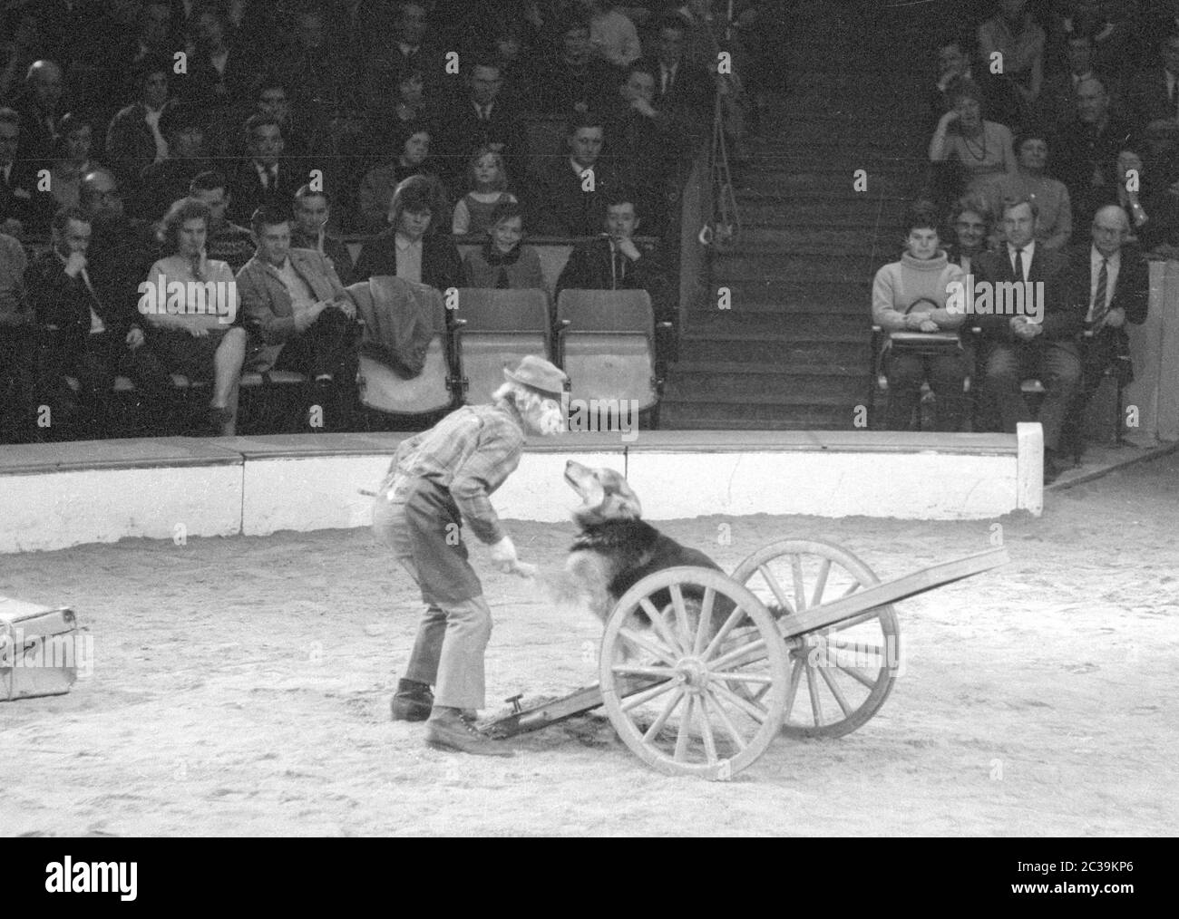 Dog clown hi-res stock photography and images - Alamy
