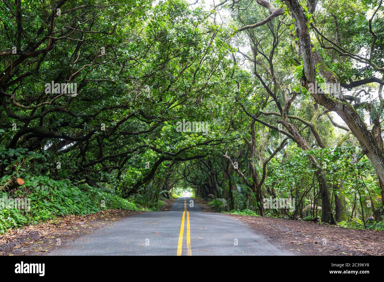 Road in jungle Stock Photo - Alamy