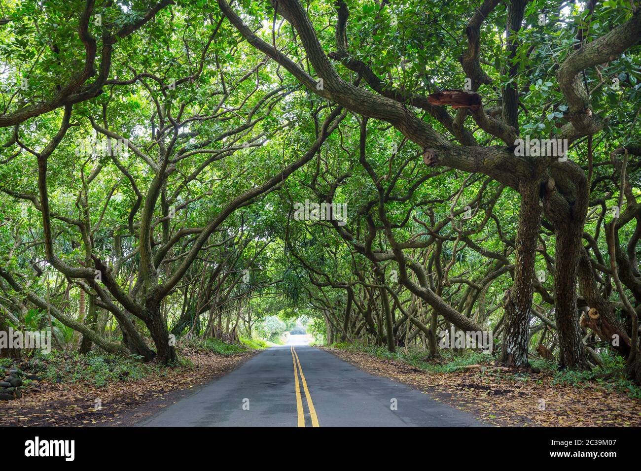Road in jungle Stock Photo - Alamy