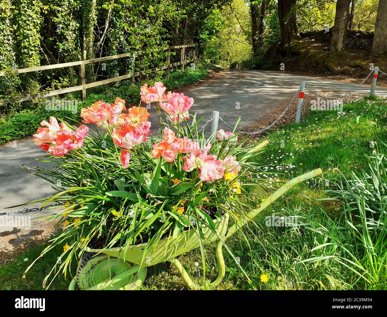 Tulips in a wheelbarrow at High Wray near Ambleside, Lake District, UK ...