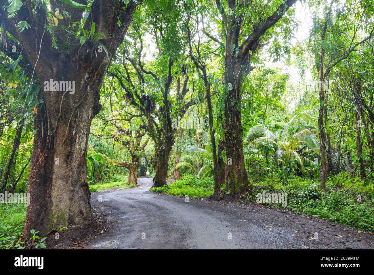 Road in jungle Stock Photo - Alamy