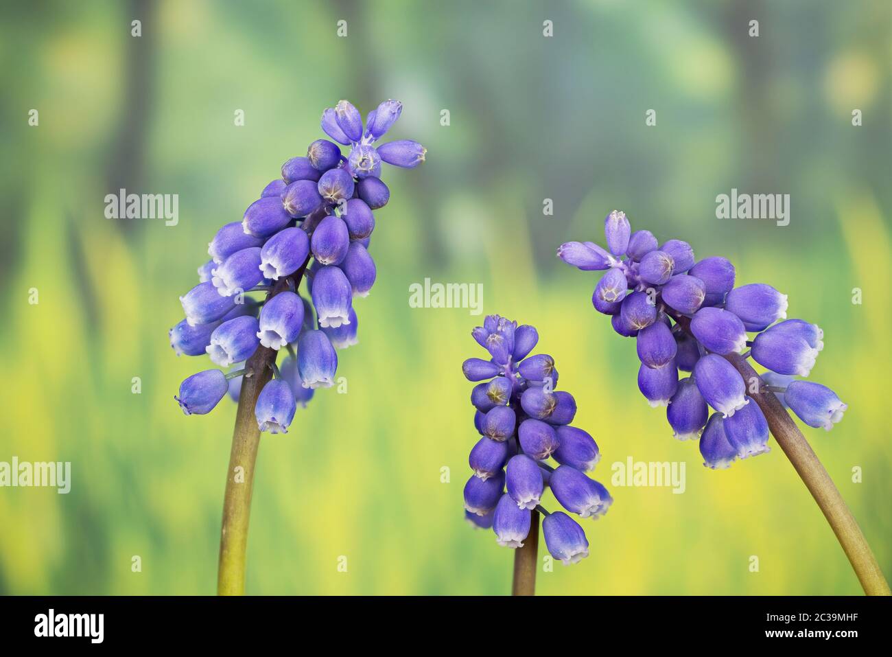 Macro Focus Stacking shot of Grape Hyacinth Stock Photo - Alamy
