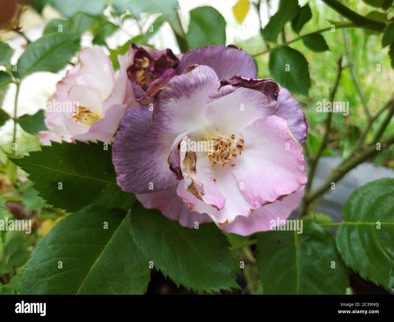 Light blue roses hi-res stock photography and images - Alamy