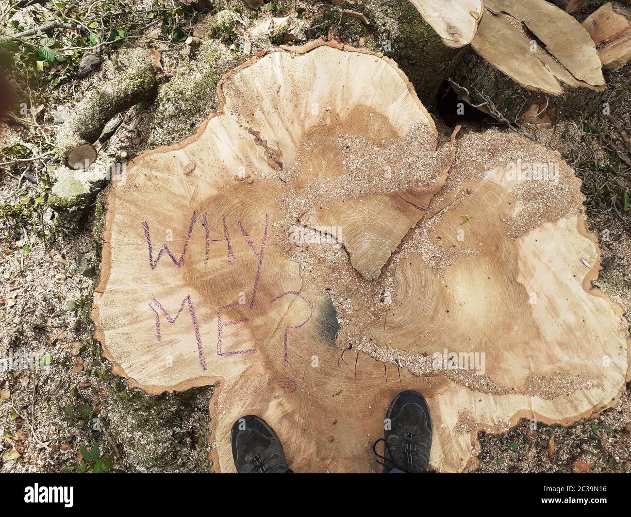A message written on an Ash Tree cut down in Ambleside, Lake District ...