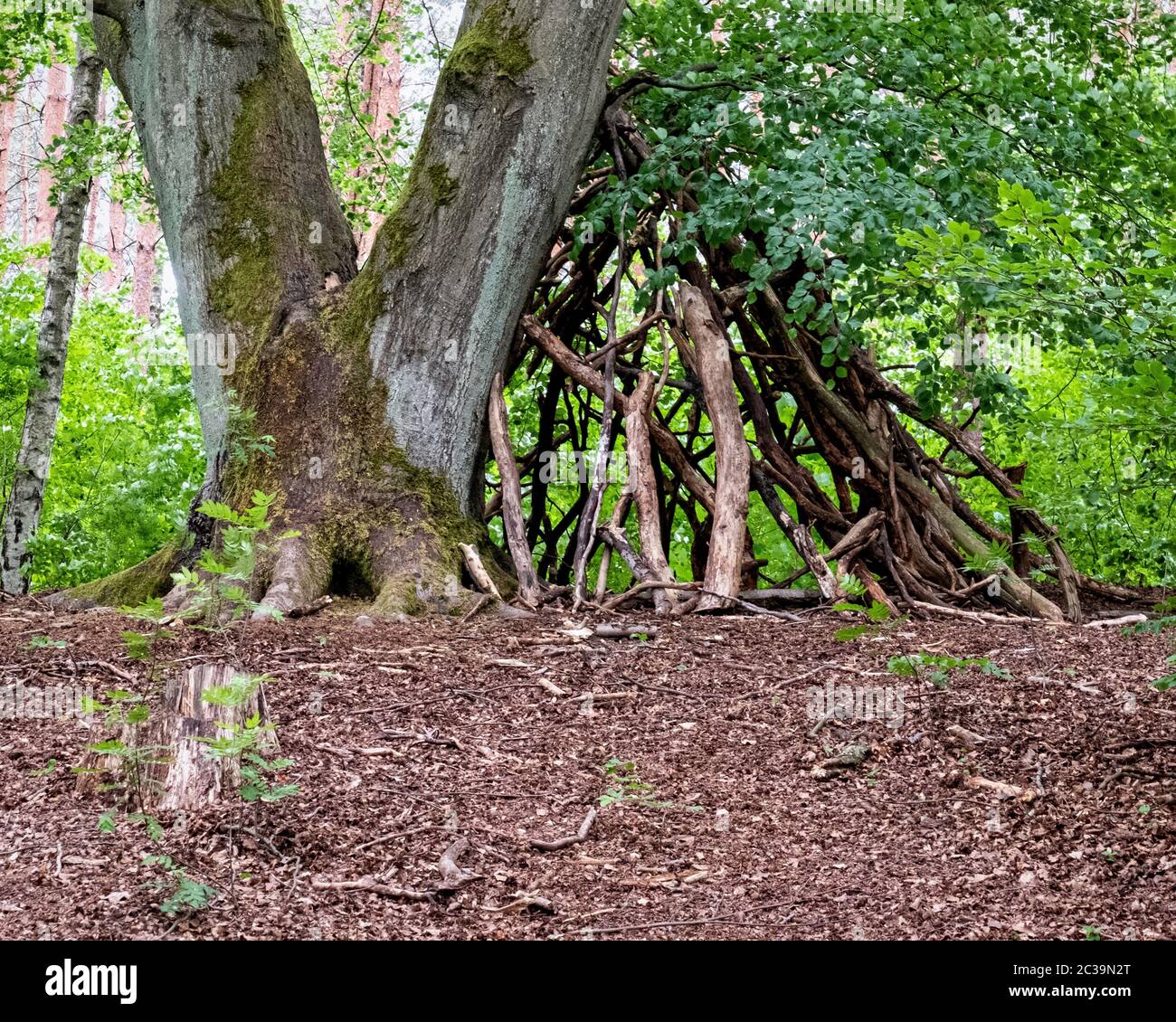 Branch shelter hi-res stock photography and images - Alamy