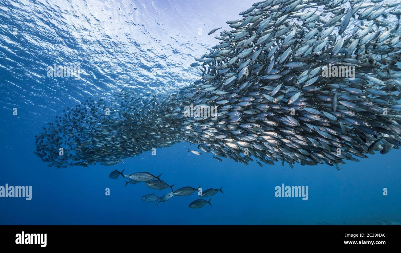 School bait fish hi-res stock photography and images - Alamy