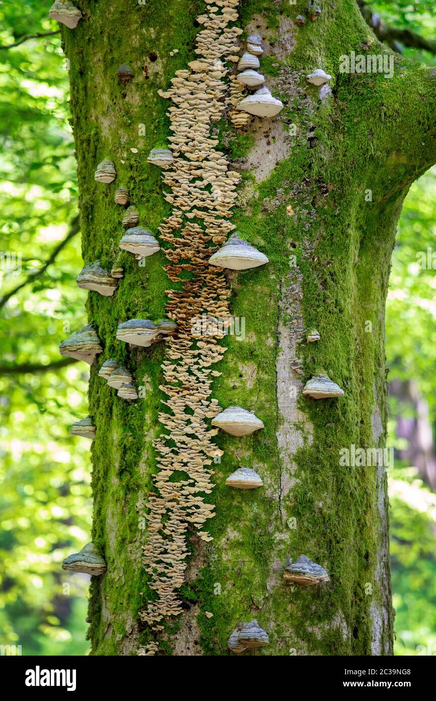 Various funghi including Bracket funghi and horse shoe funghi on a ...