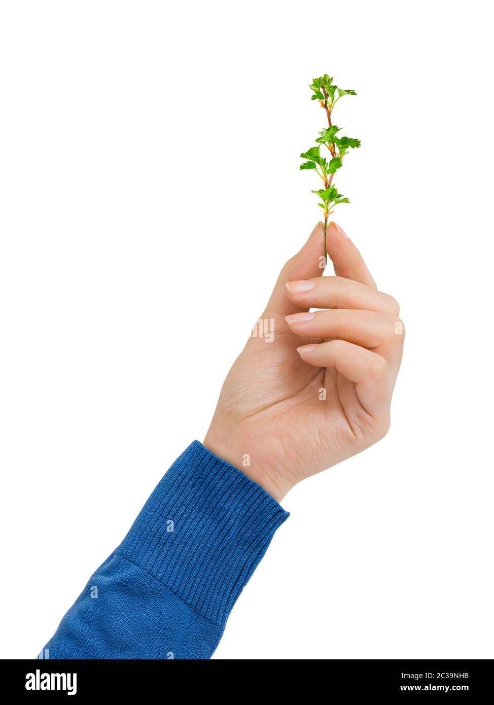 Hand with plant Stock Photo - Alamy
