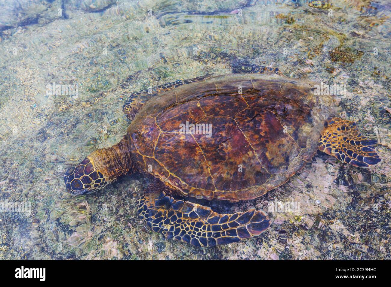 Turtle on Hawaii Stock Photo - Alamy