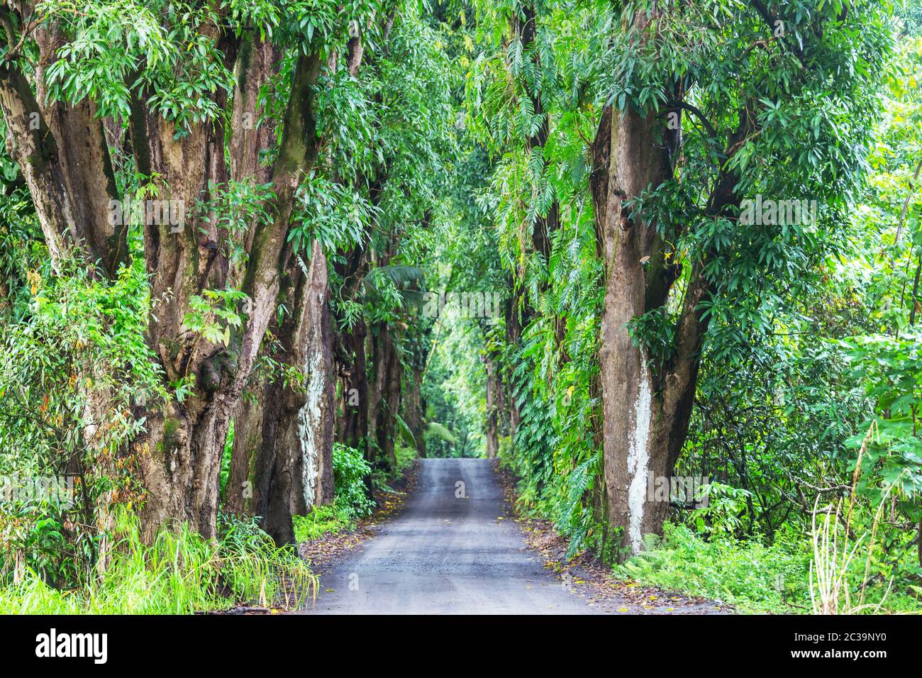 Road in jungle Stock Photo - Alamy