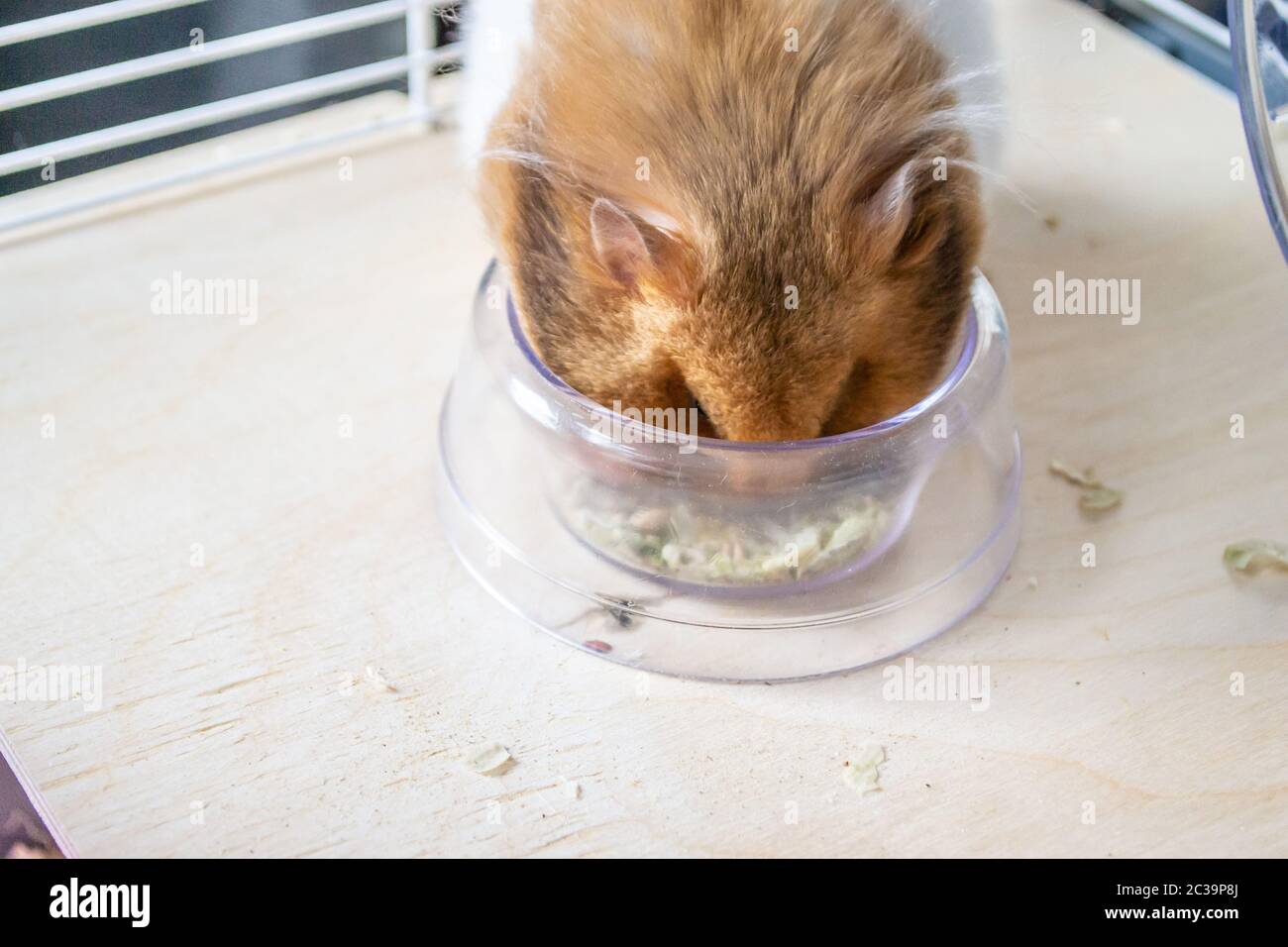 Syrian hamster eating from food bowl Stock Photo - Alamy