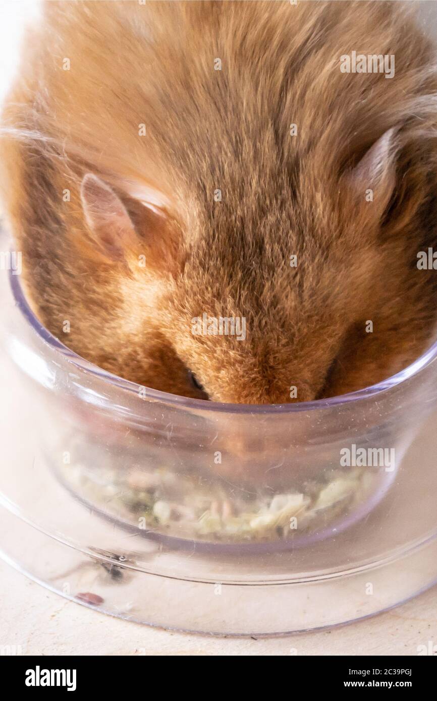 Syrian hamster eating from food bowl Stock Photo - Alamy